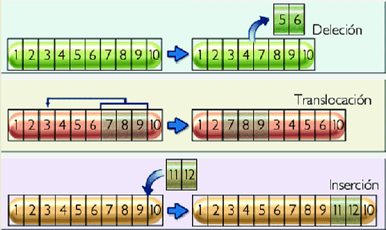 Imprimir : LAS MUTACIONES Y LA EVOLUCIÓN